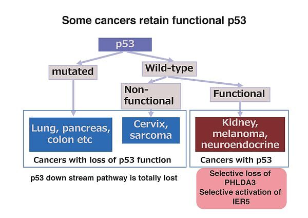 Novel Function Of Wild Type P53 In Cancer Cells Oist Groups